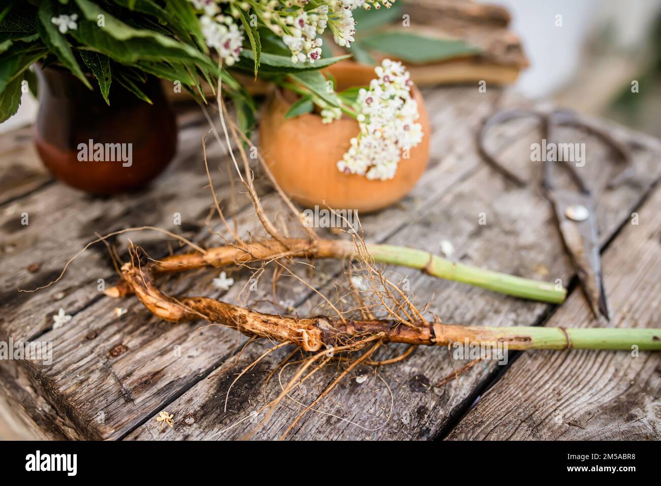 Root and leaf Sambucus ebulus, also known as danewort, dane weed ...