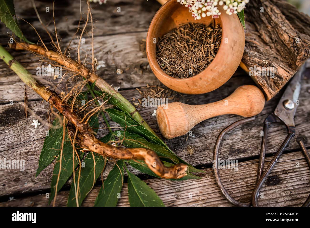 DWARF ELDER Root Dried ORGANIC Bulk Herb Sambucus ebulus, also known as ...