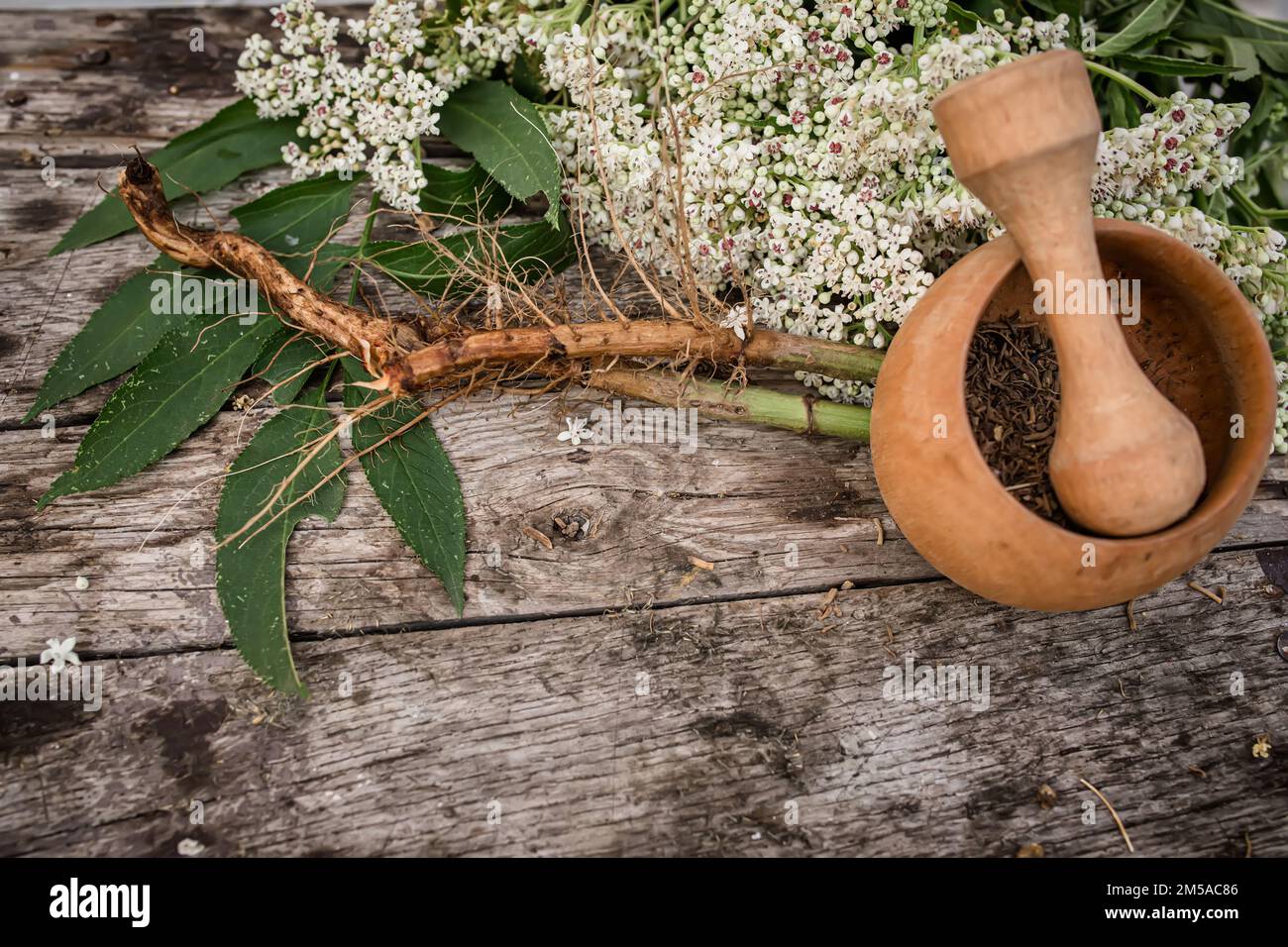 Elder herbaceous - a medicinal plant used to treat rheumatism, gout ...