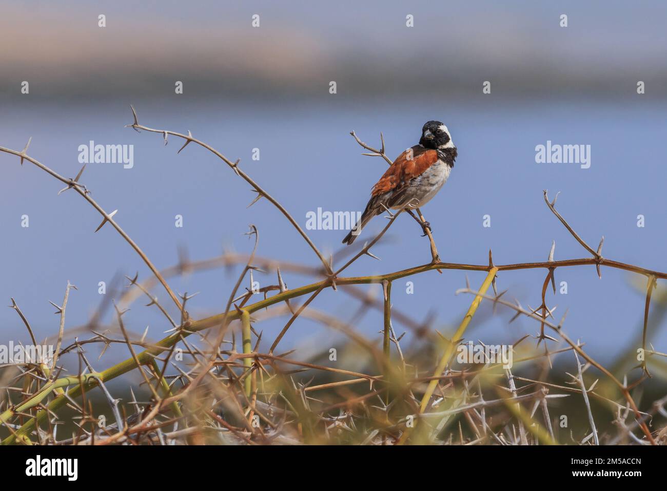 Cape sparrow or mossie, birds in the family Ploceidae. Small african ...