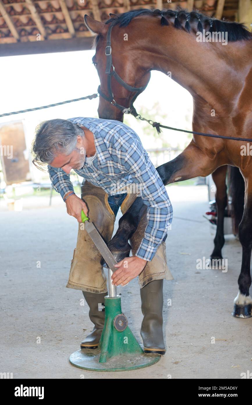 a man farrier at work Stock Photo - Alamy