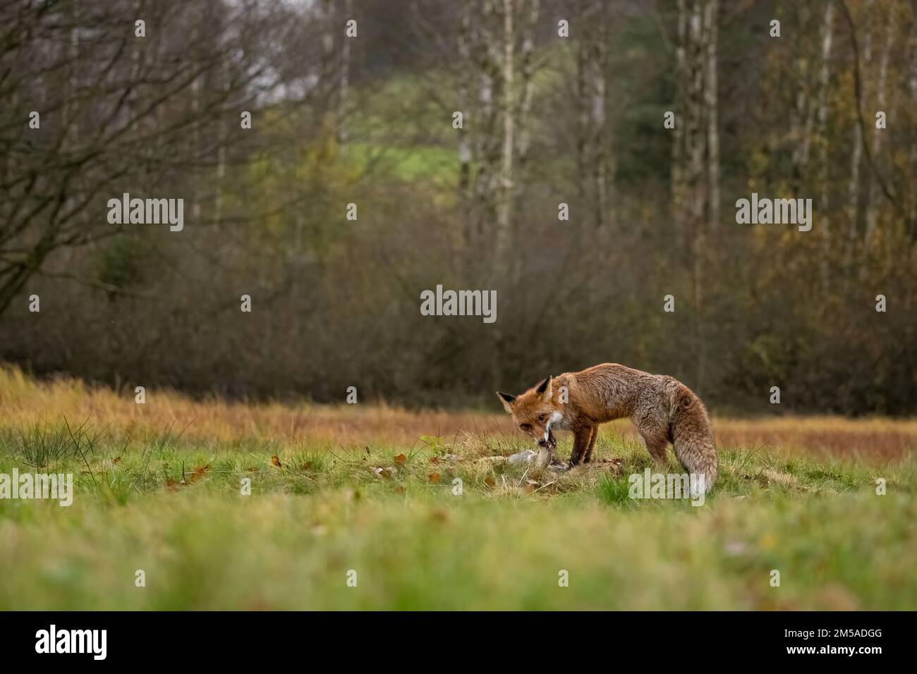 Fox and its prey in Bohemian Moravian Highland Stock Photo - Alamy