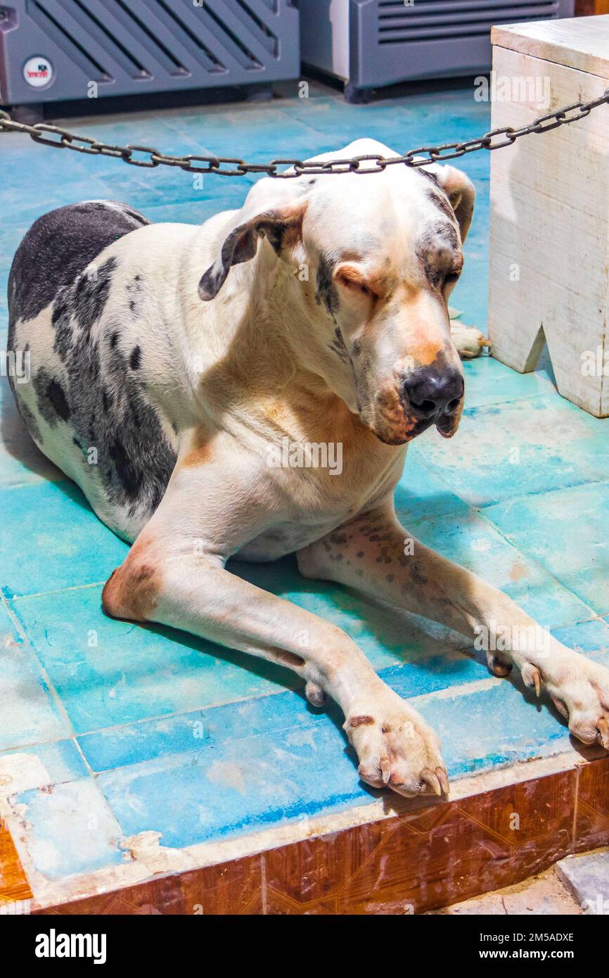 Huge dog lying in the store on Isla Holbox island in Quintana Roo ...