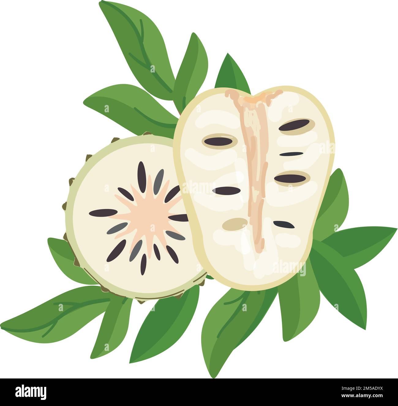 Annona muricata graviola fruit Stock Vector Images - Alamy