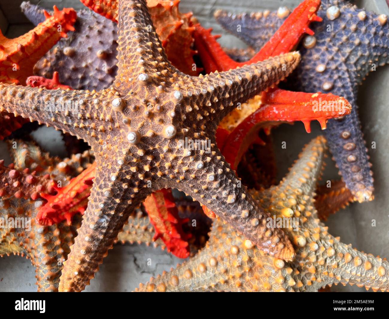 Panamic cushion stars hi-res stock photography and images - Alamy