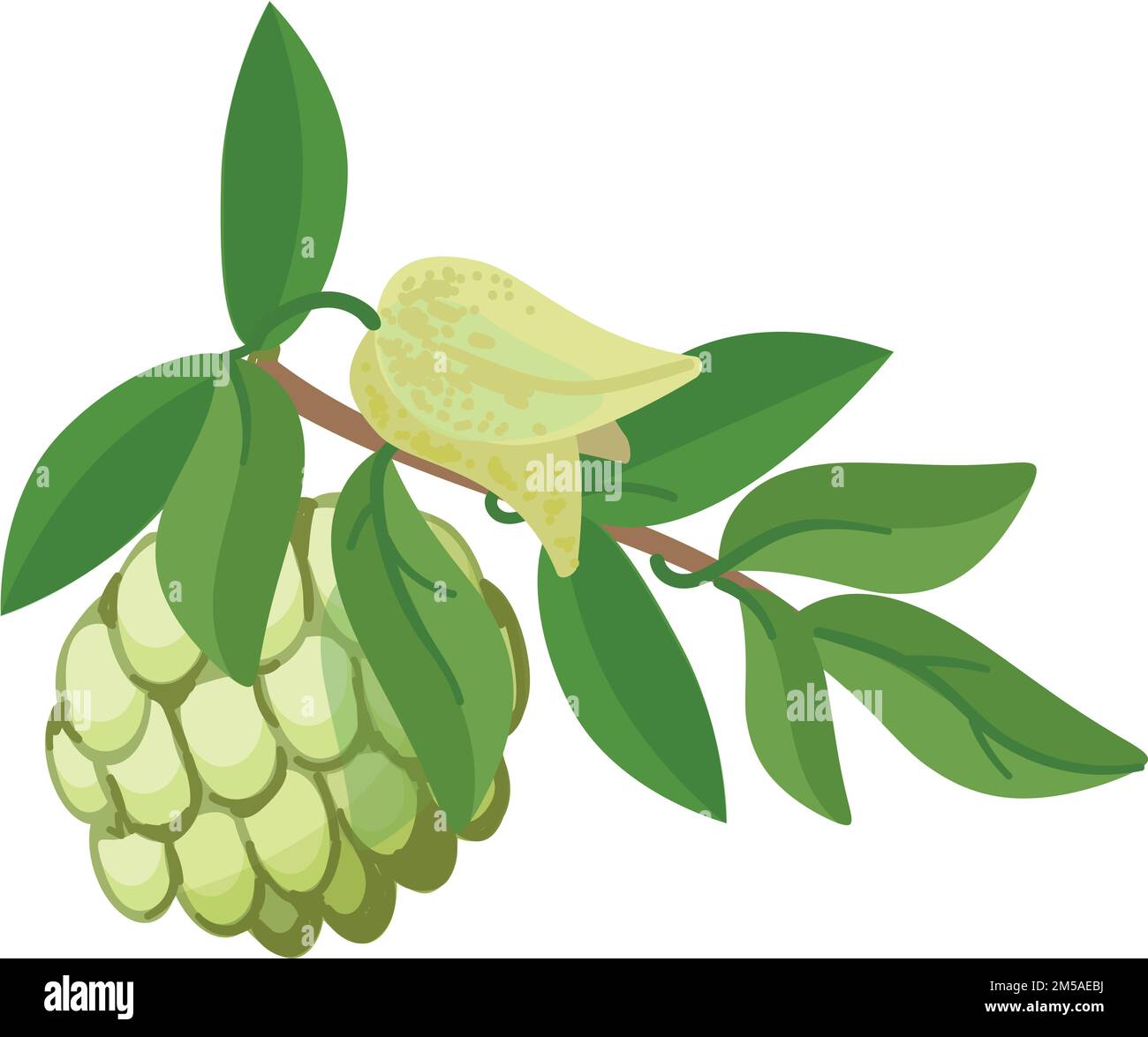 Soursop tree branch icon cartoon vector. Graviola food Stock Vector ...