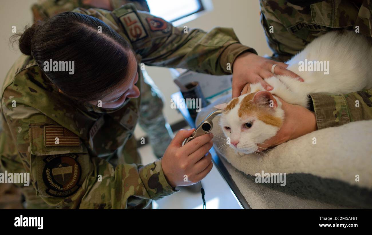 U s army veterinary corps hi-res stock photography and images - Alamy