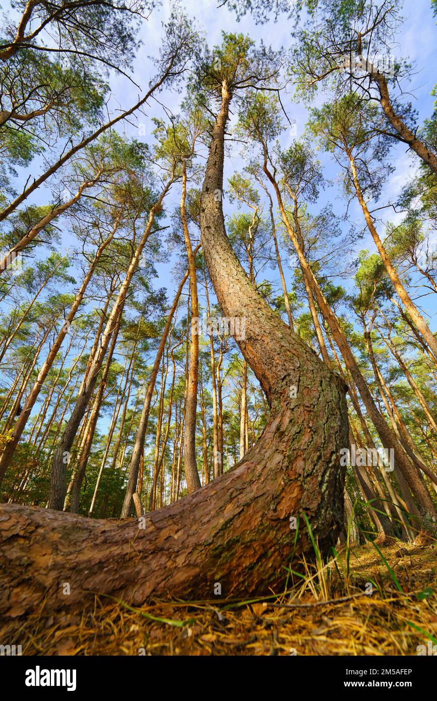The Look up into the treetops, magic corkscrew pine trees. Bottom view ...