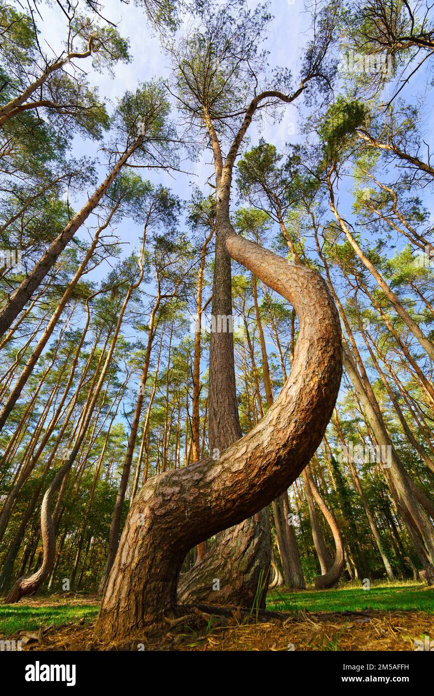 The Look up into the treetops, magic corkscrew pine trees. Bottom view ...