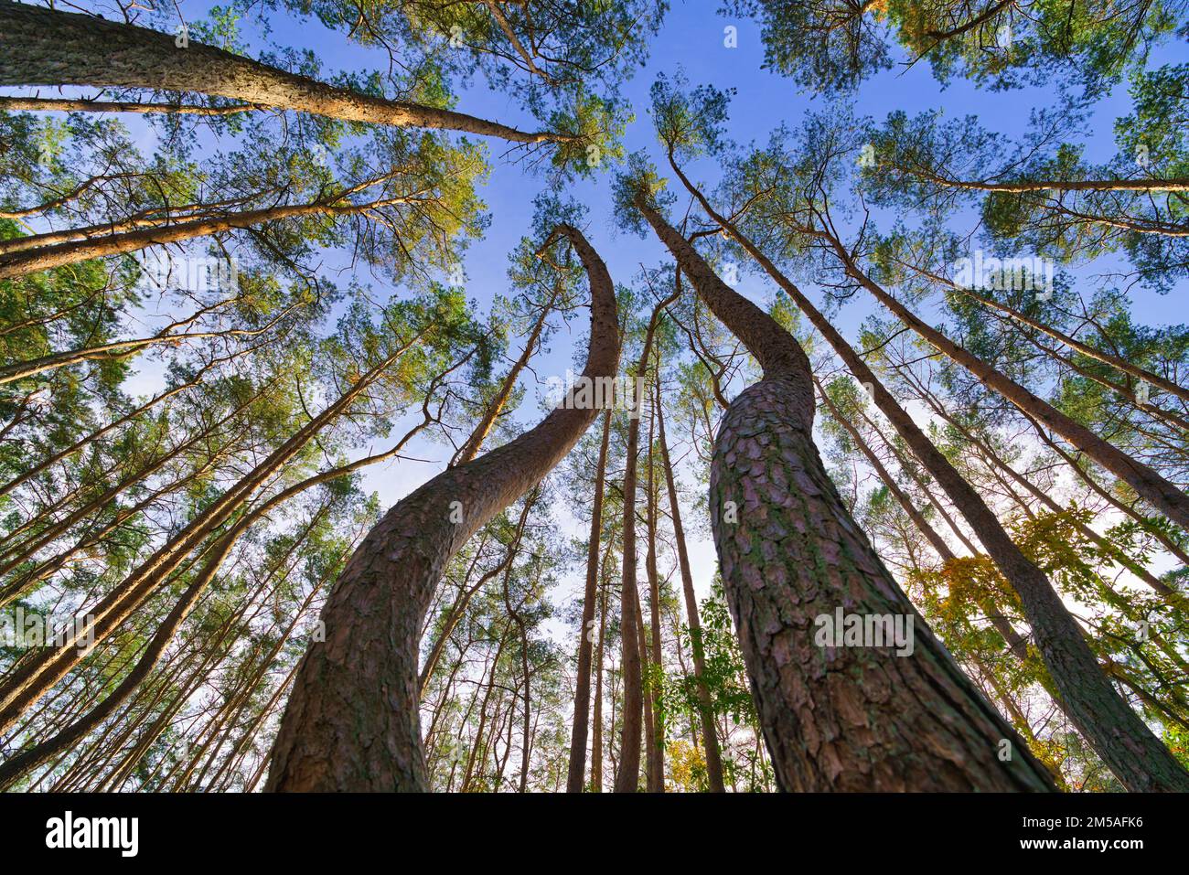 The Look up into the treetops, magic corkscrew pine trees. Bottom view ...
