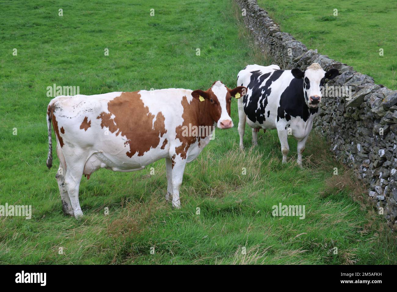 Friesian wall hi-res stock photography and images - Alamy