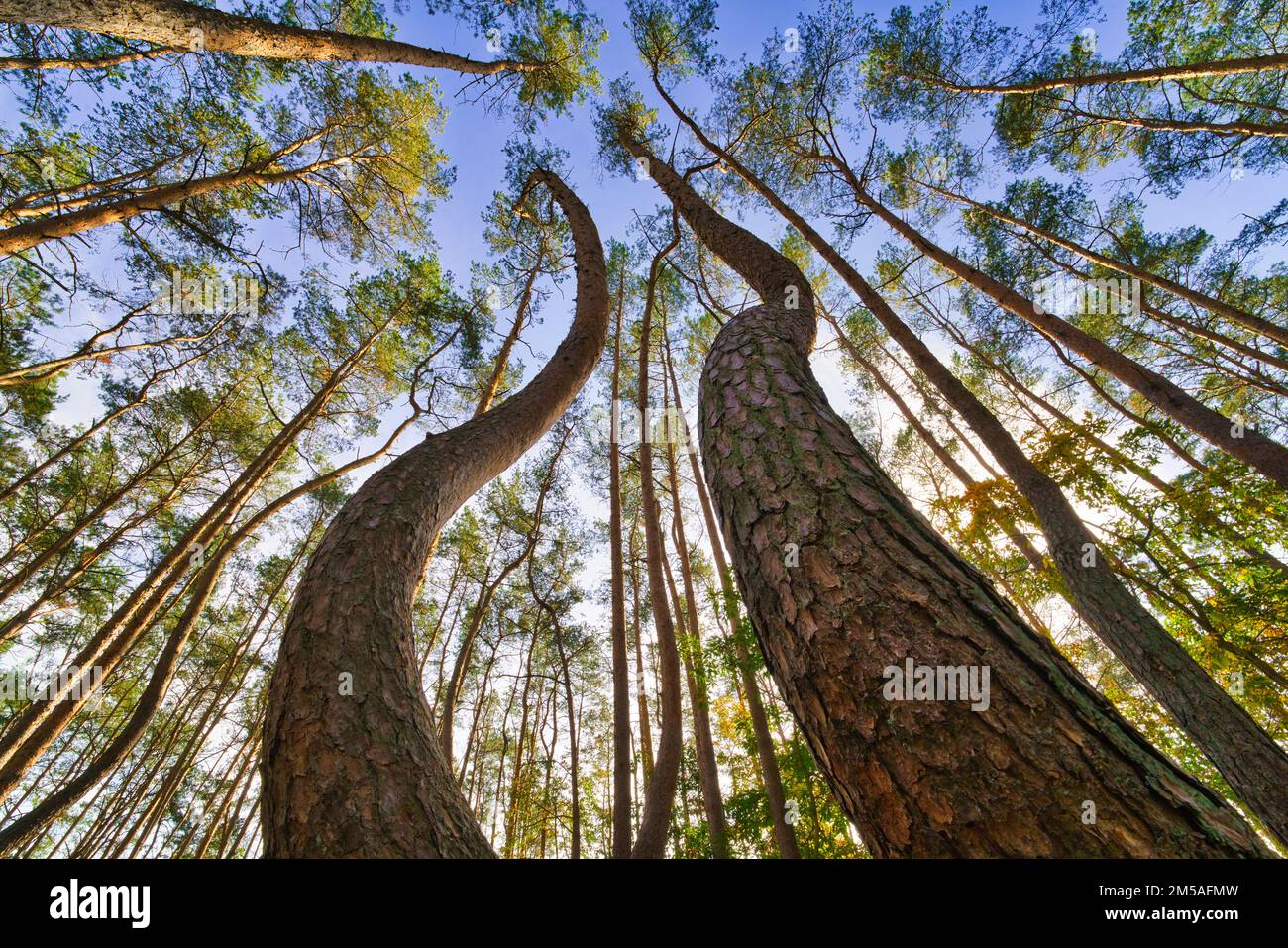 The Look up into the treetops, magic corkscrew pine trees. Bottom view ...