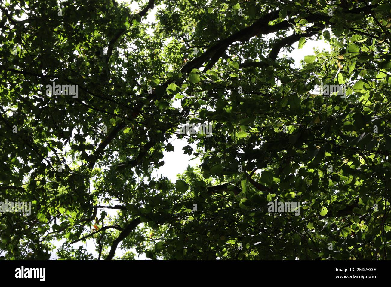 Overhead trees hi-res stock photography and images - Alamy