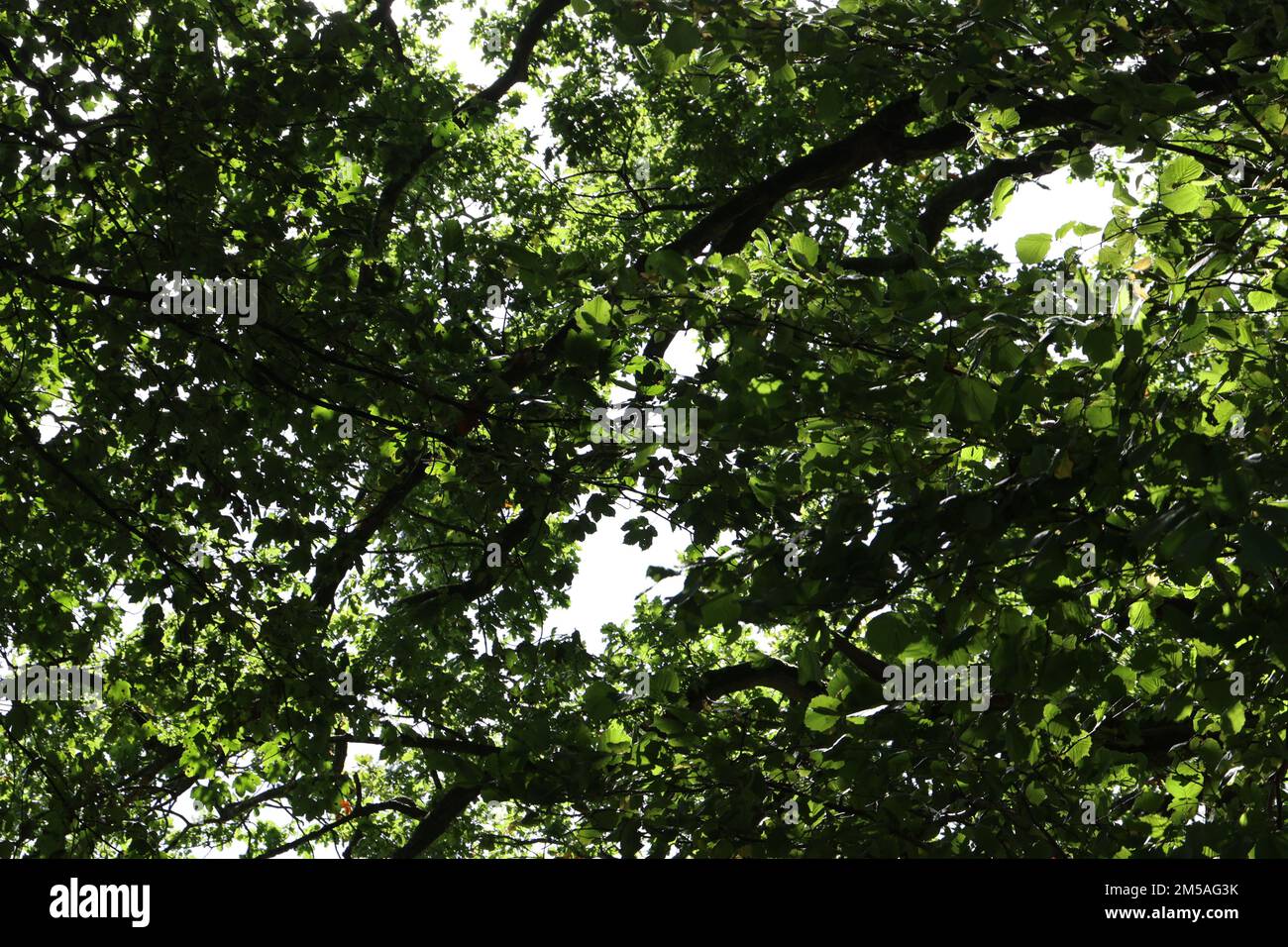 Overhead trees hi-res stock photography and images - Alamy