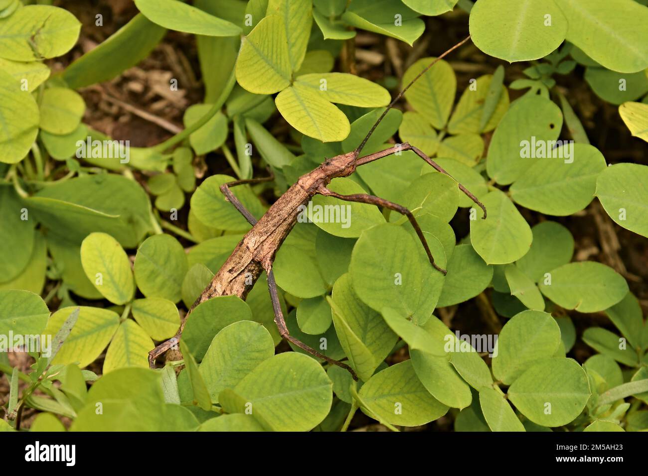 Stick insect . Stick insect is an insect of the order Phasmatodea, also ...