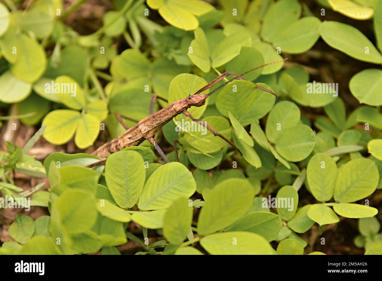 Stick insect . Stick insect is an insect of the order Phasmatodea, also ...