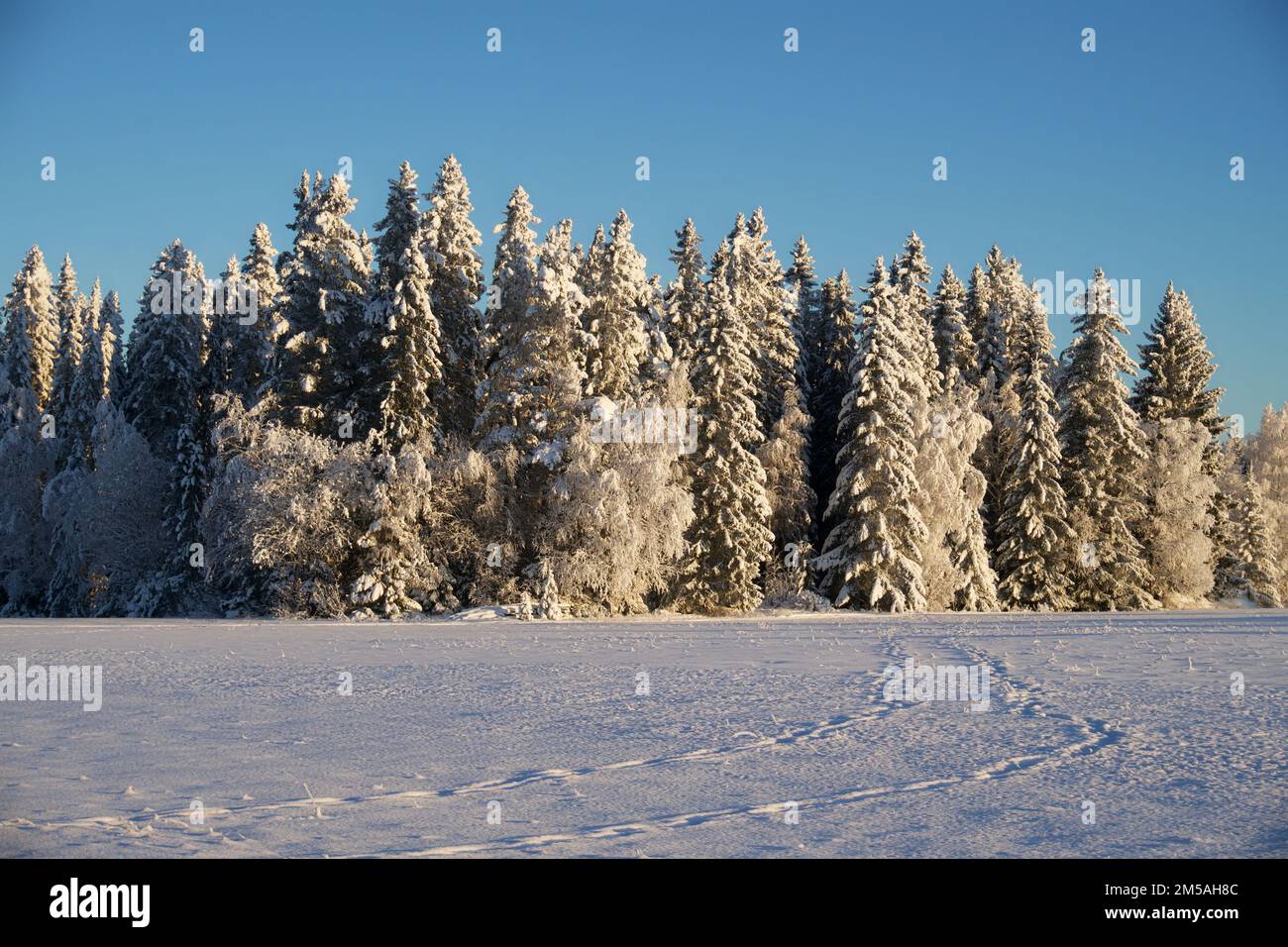 Trees covered snow frozen hi-res stock photography and images - Alamy