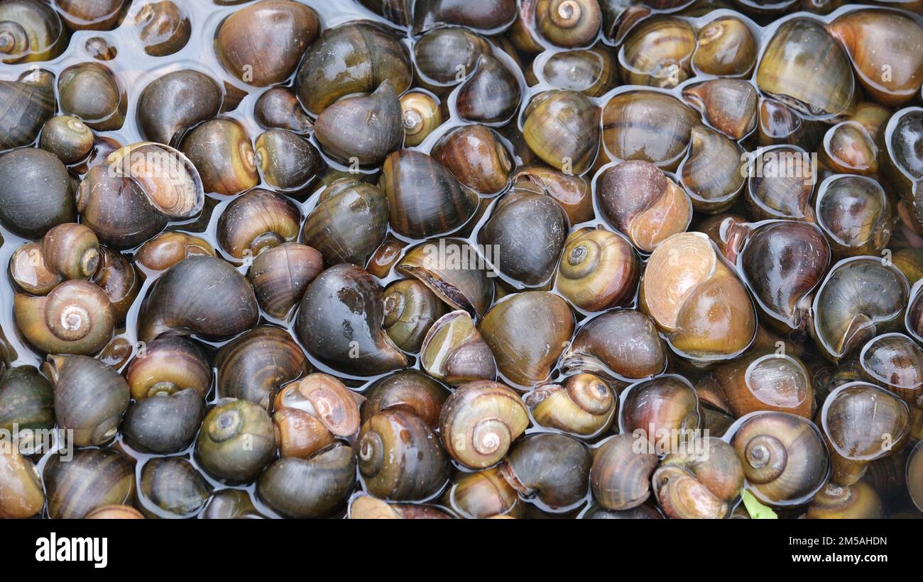 Snails in water hi-res stock photography and images - Alamy
