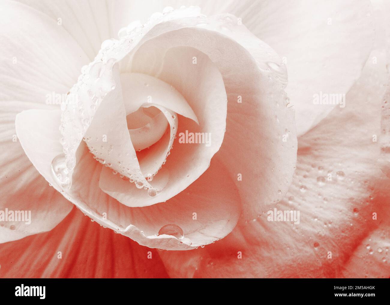 A delicate pink rose with dew on the petals at RHS Wisley Gardens Stock ...