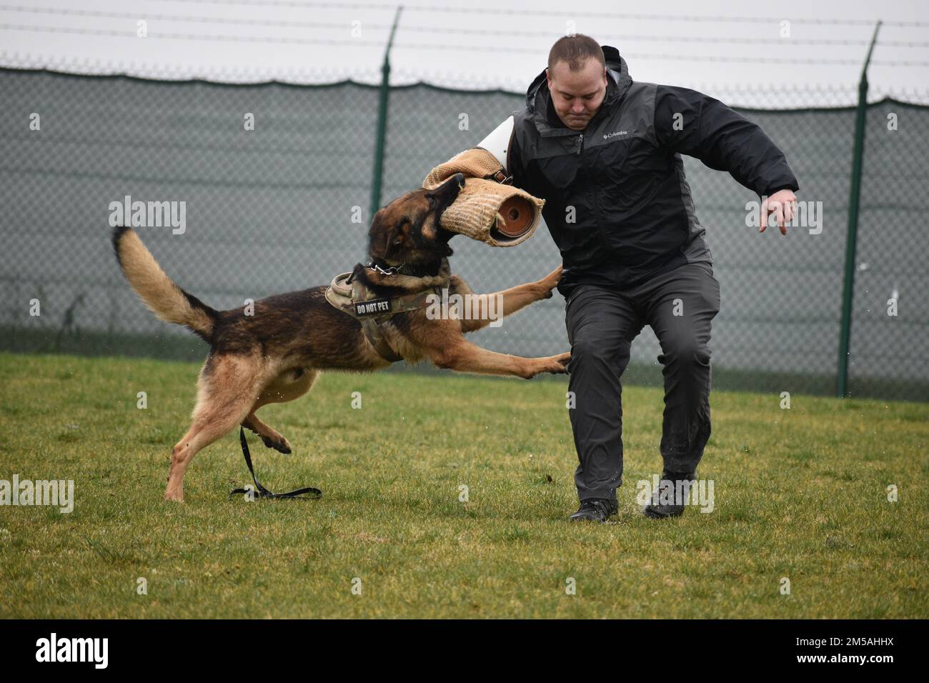 Torro, a military police working dog, attacks the padded arm of Master ...