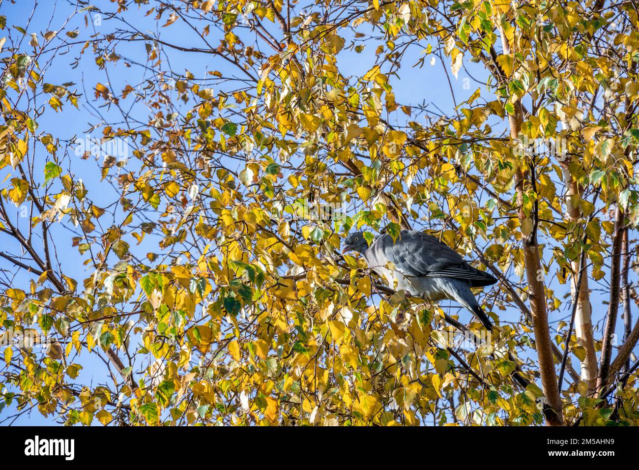 Pigeon breed in park hi-res stock photography and images - Alamy