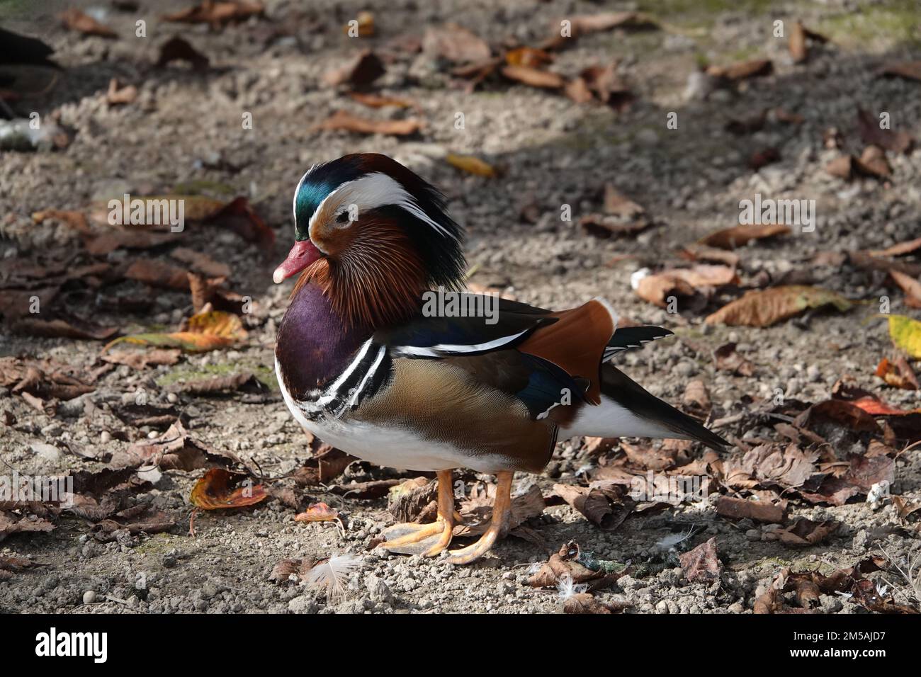 Elegant colorful bright - blue, orange, white, red, black and brown ...