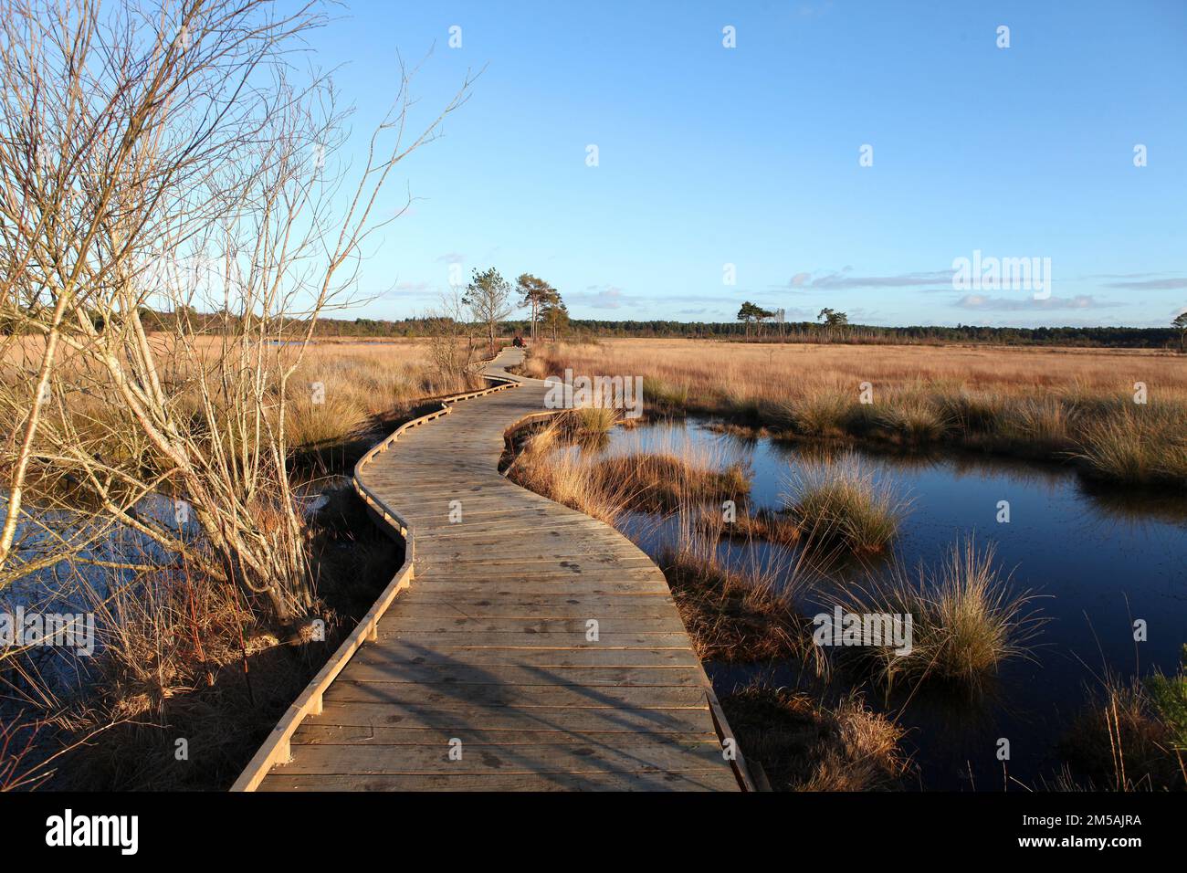The restored boardwalk at Thursley Common, Surrey, after it was ...