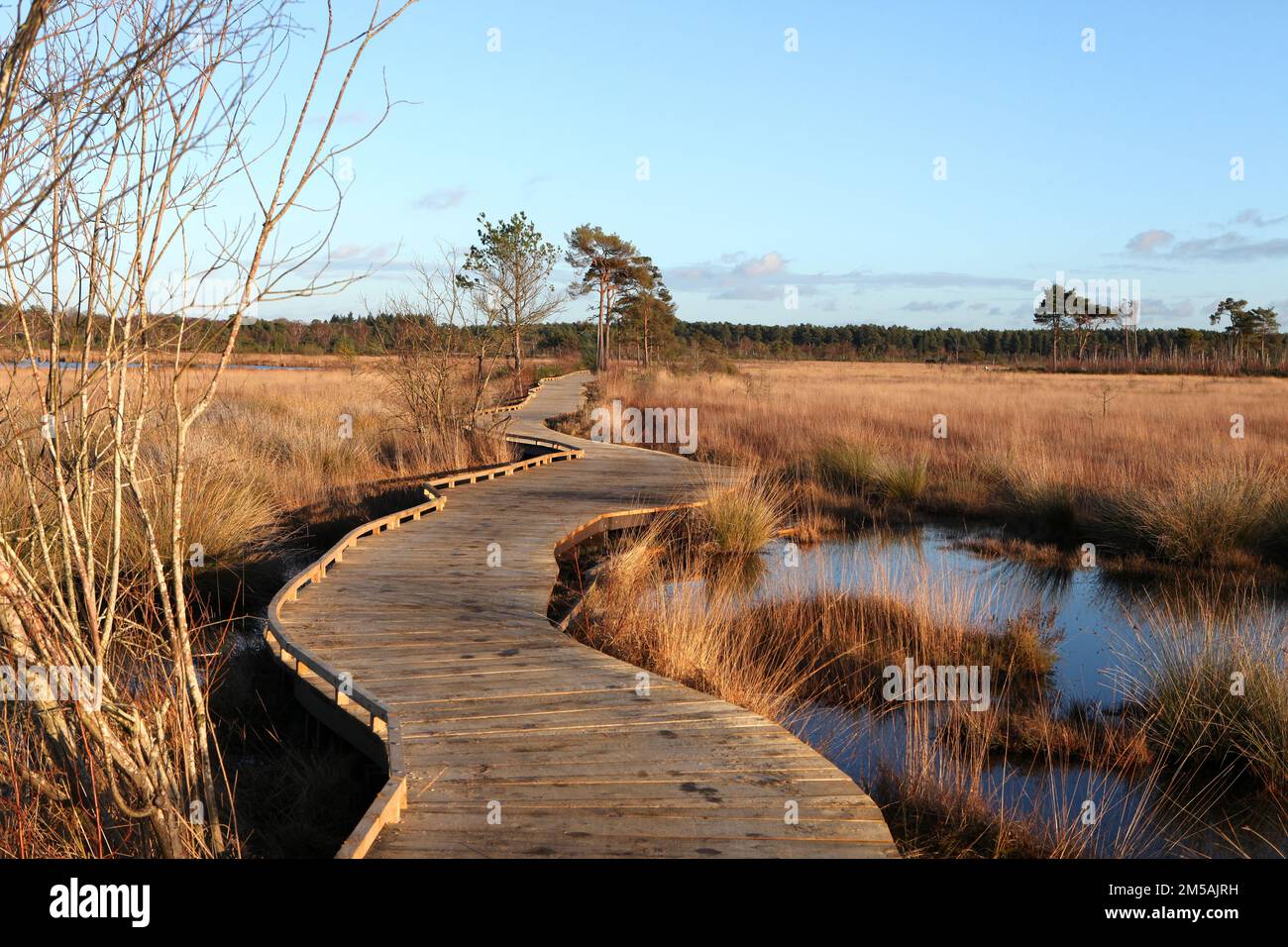 The restored boardwalk at Thursley Common, Surrey, after it was ...