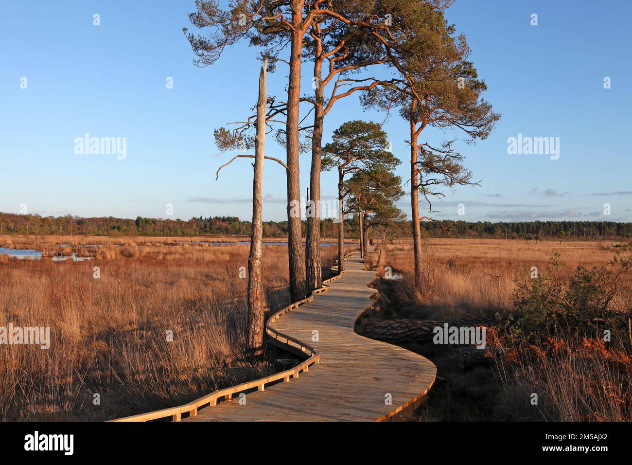 The restored boardwalk at Thursley Common, Surrey, after it was ...