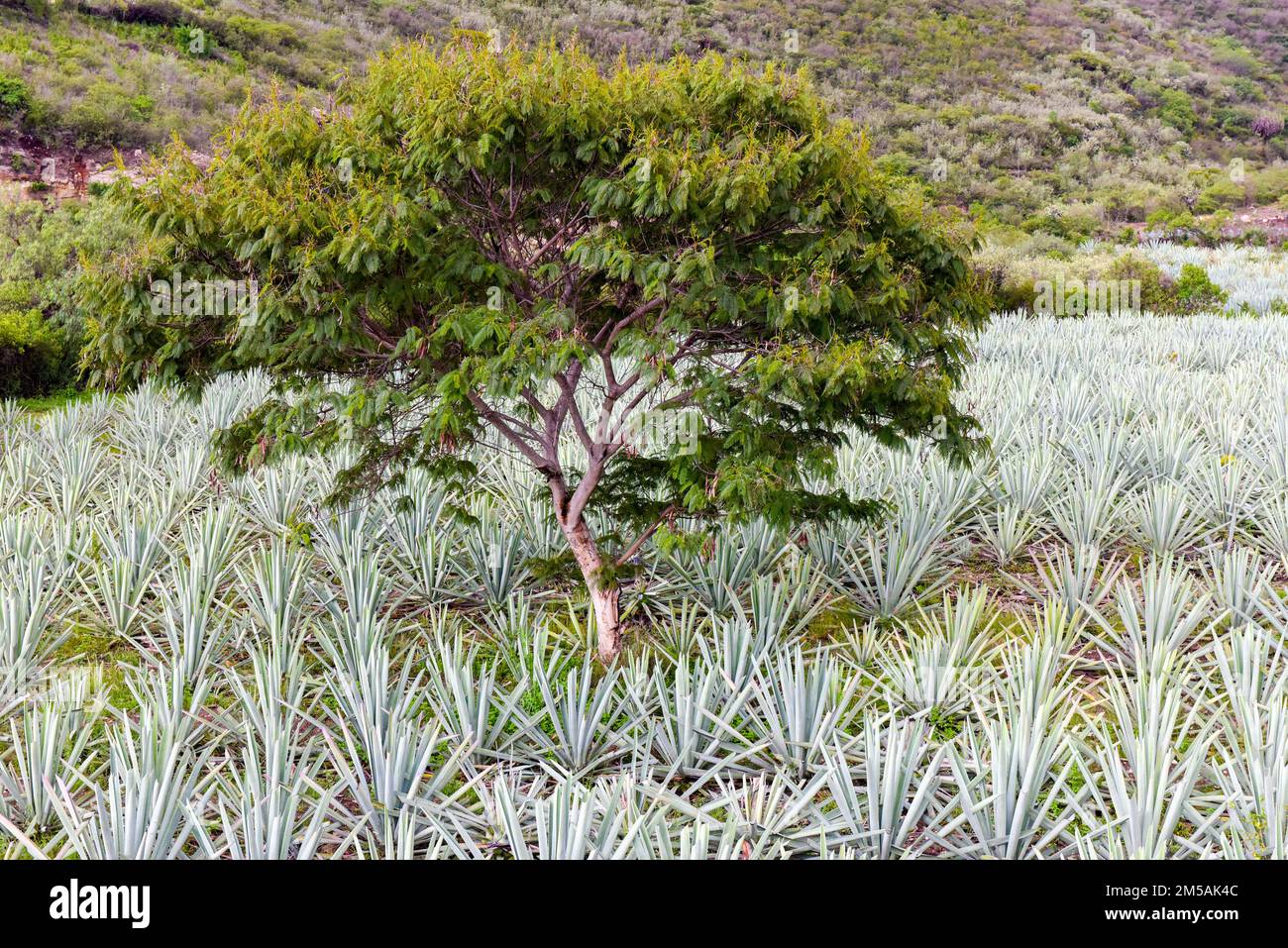 Agave fields destined to Mezcal production, Oaxaca valley, Mexico Stock ...