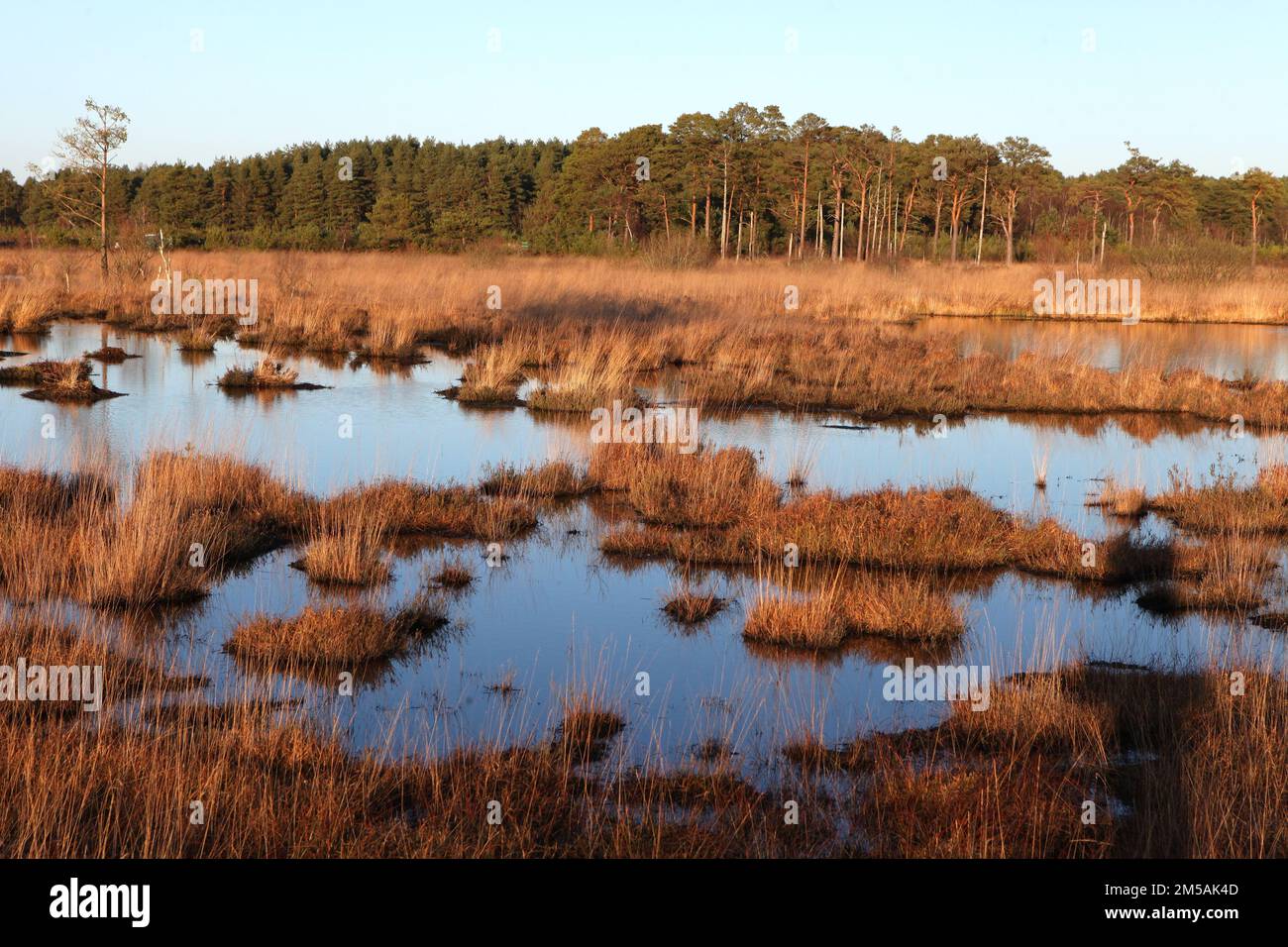 Natural bog pools hi-res stock photography and images - Alamy