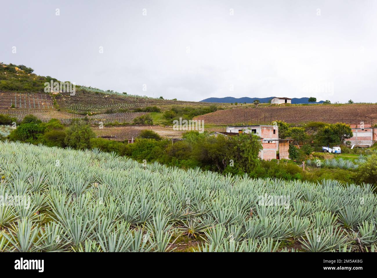 Agave fields, Oaxaca valley, Mexico Stock Photo - Alamy