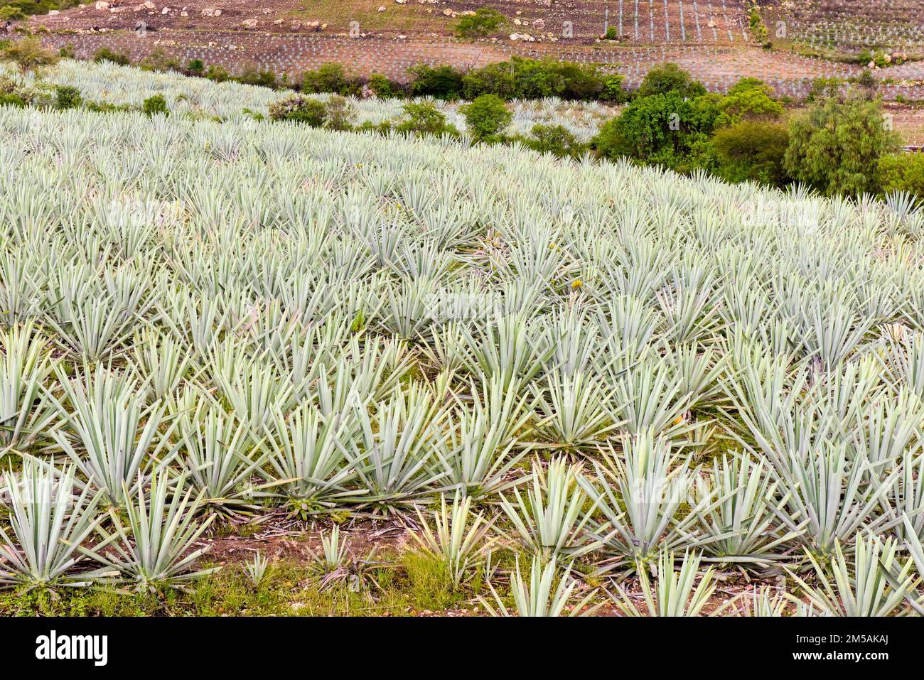 Agave fields destined to Mezcal production, Oaxaca valley, Mexico Stock ...