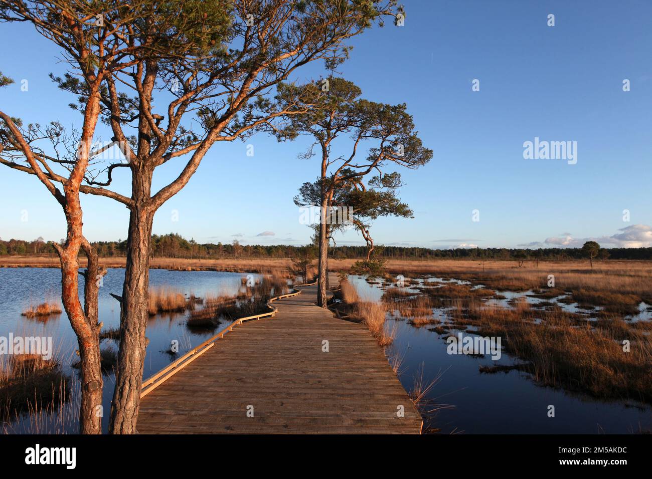 The restored boardwalk at Thursley Common, Surrey, after it was ...