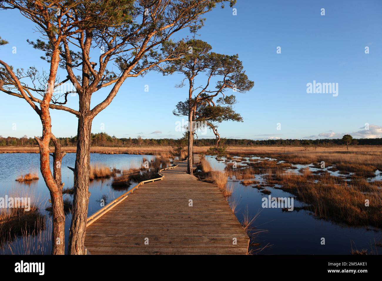 The restored boardwalk at Thursley Common, Surrey, after it was ...
