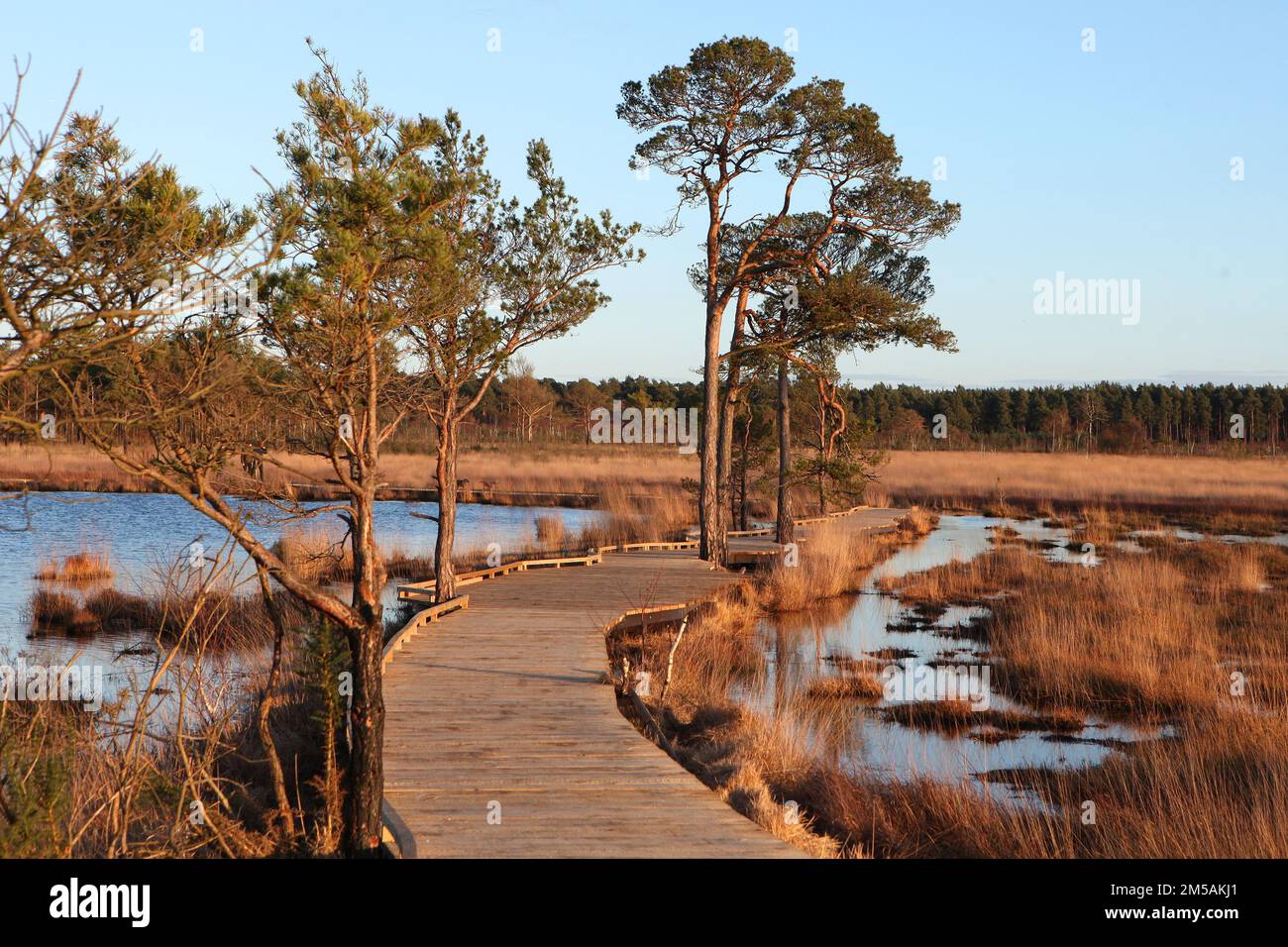 The restored boardwalk at Thursley Common, Surrey, after it was ...