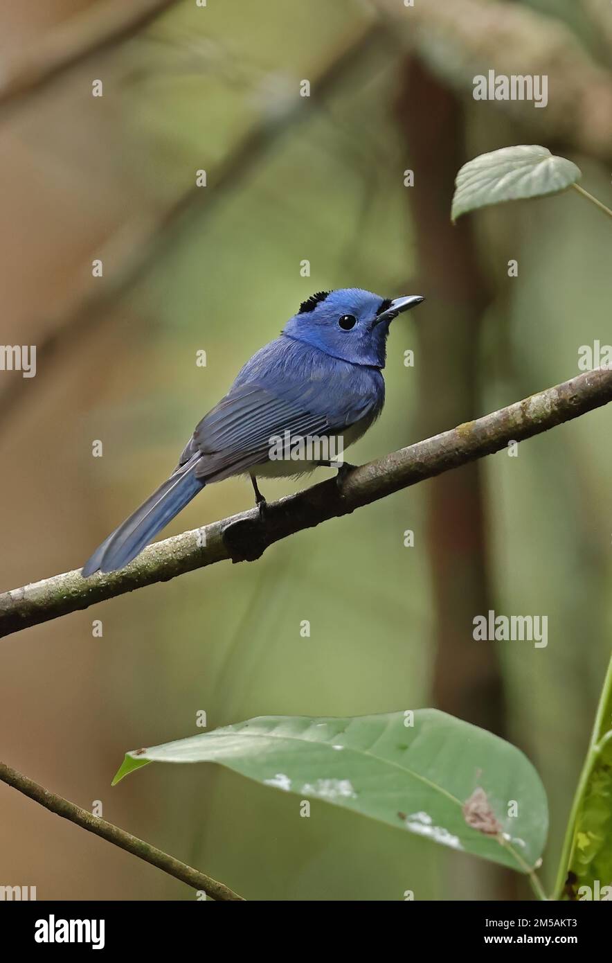 Black naped monarch hi-res stock photography and images - Alamy