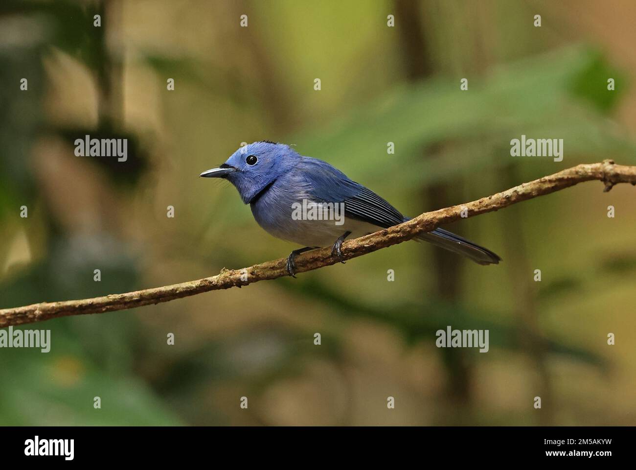Black naped monarch hi-res stock photography and images - Alamy