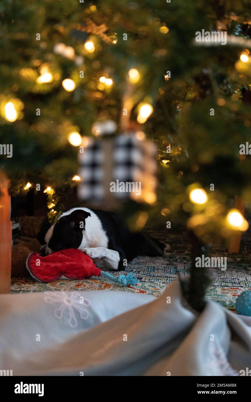 A vertical shot of a cute black and white dog sleeping under the ...