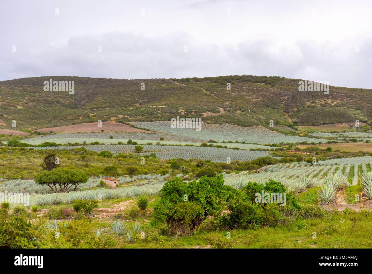 Agave (Maguey) fields, Oaxaca state, Mexico Stock Photo - Alamy
