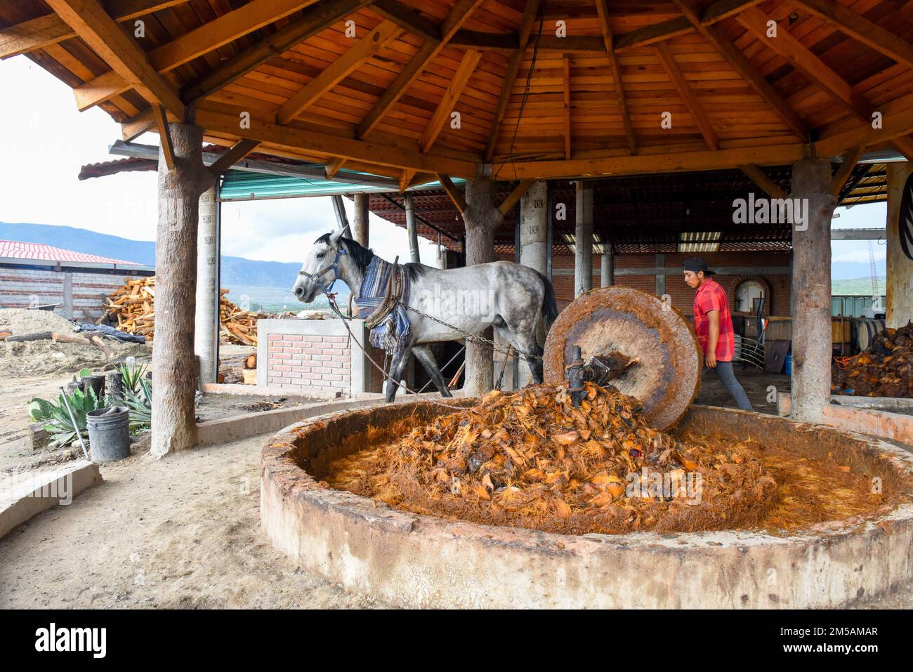 A horse pulls a giant stone wheel that crushes the roasted agave hearts ...
