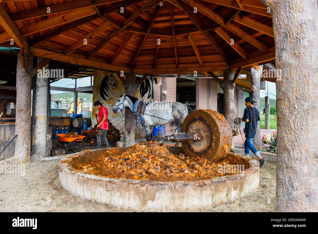 A horse pulls a giant stone wheel that crushes the roasted agave hearts ...