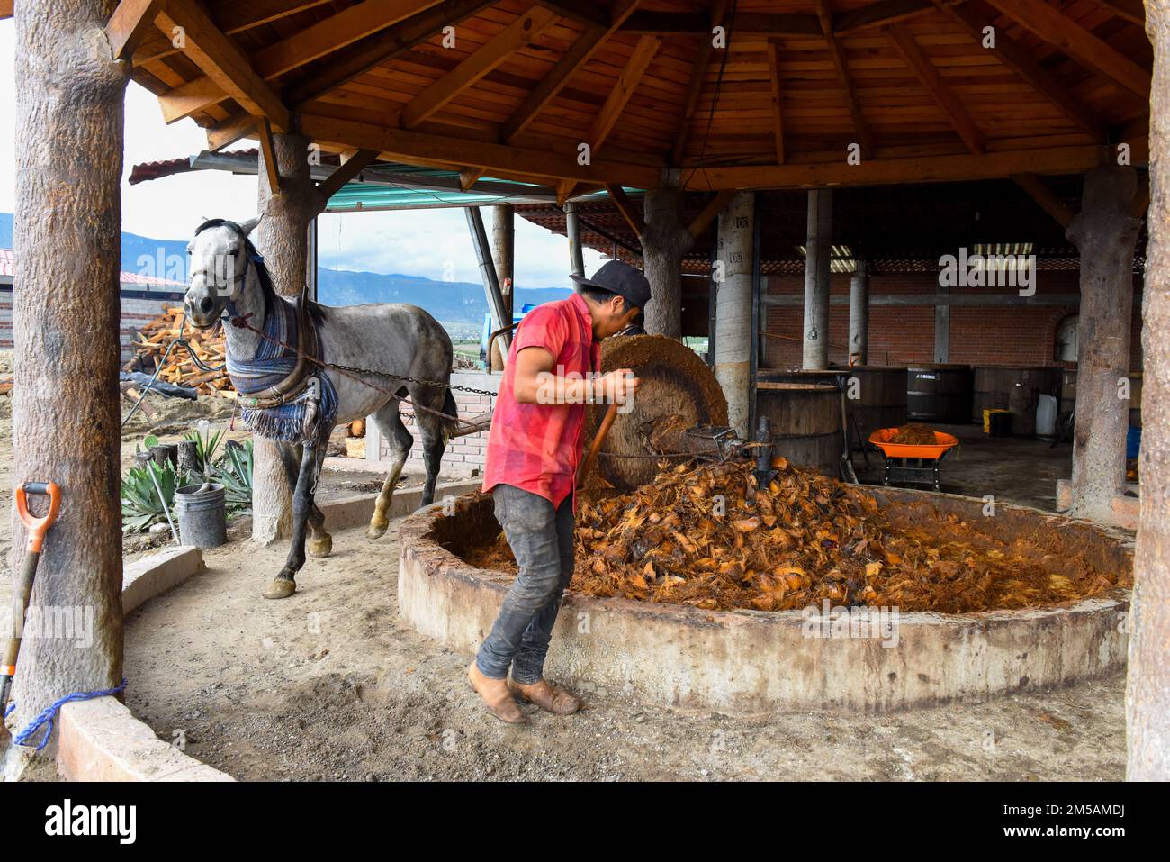 A horse pulls a giant stone wheel that crushes the roasted agave hearts ...