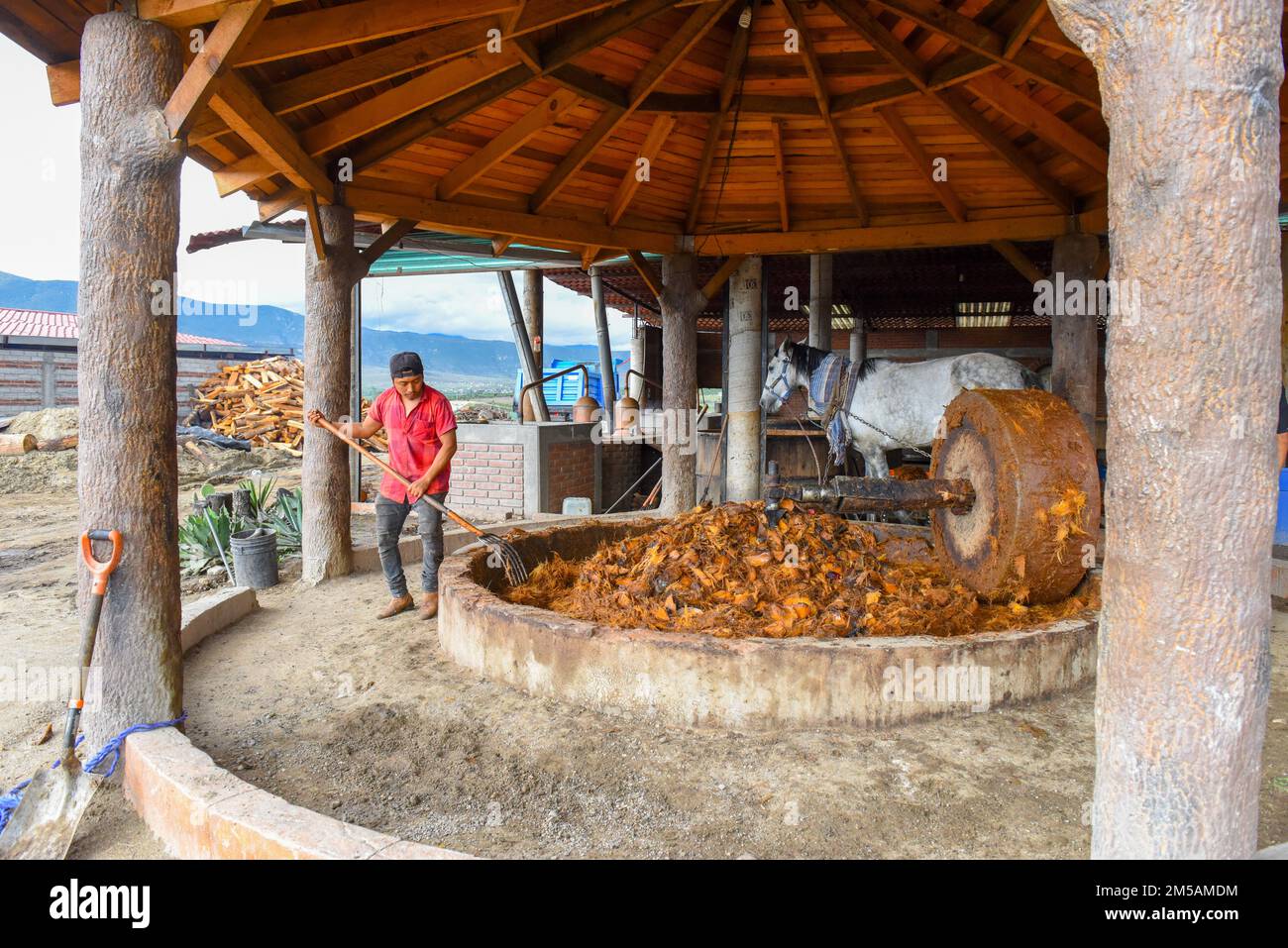 A horse pulls a giant stone wheel that crushes the roasted agave hearts ...