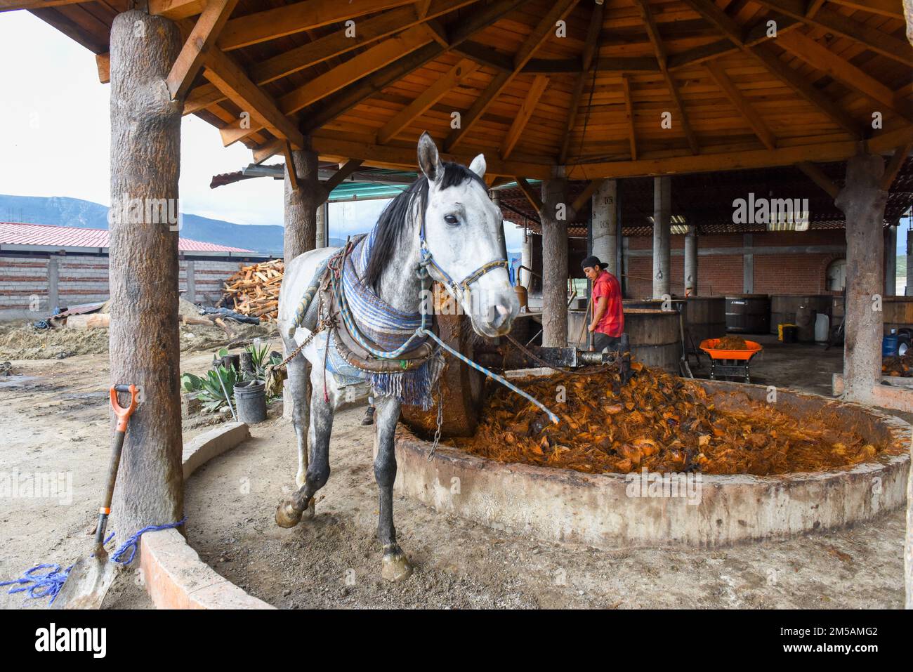 A horse pulls a giant stone wheel that crushes the roasted agave hearts ...