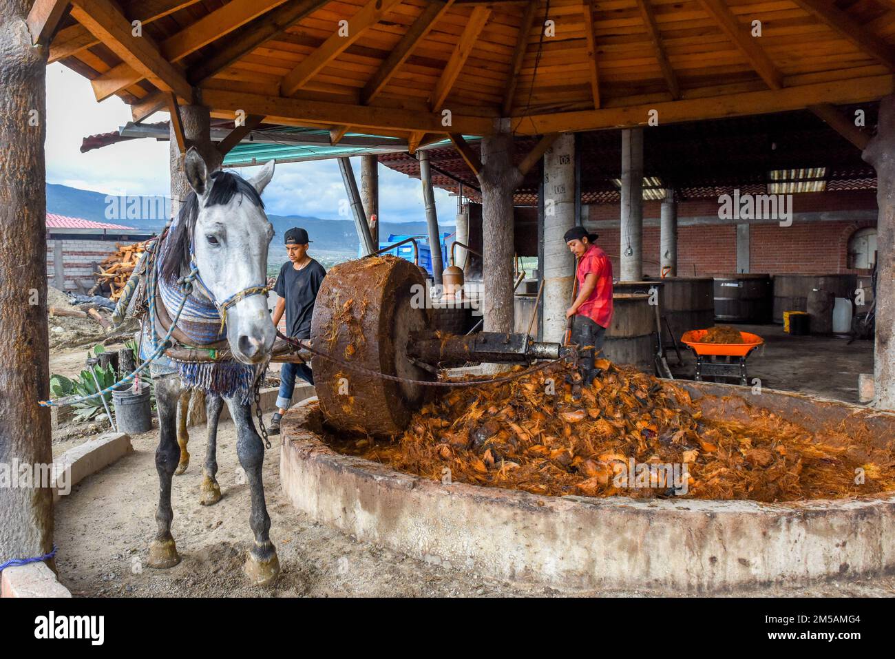 A horse pulls a giant stone wheel that crushes the roasted agave hearts ...
