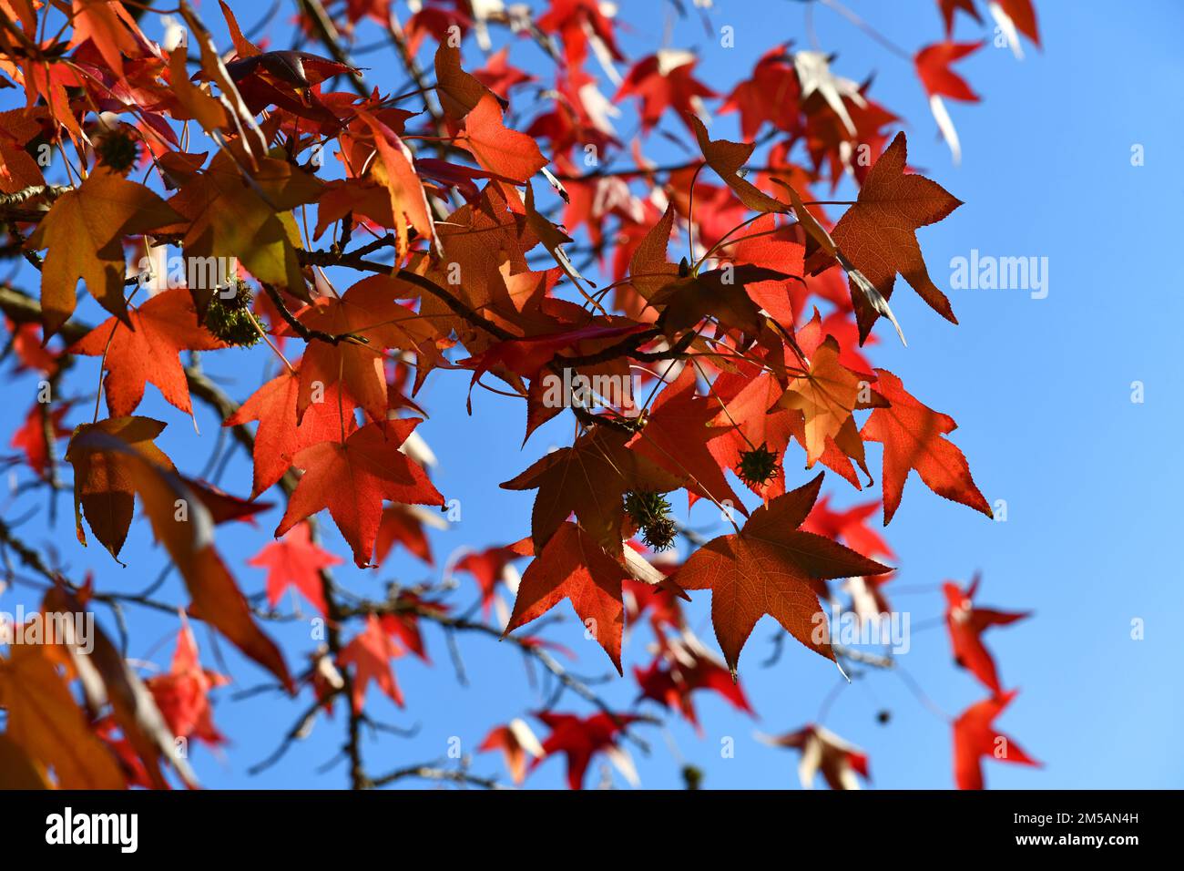 American sweet gum trees hi-res stock photography and images - Alamy