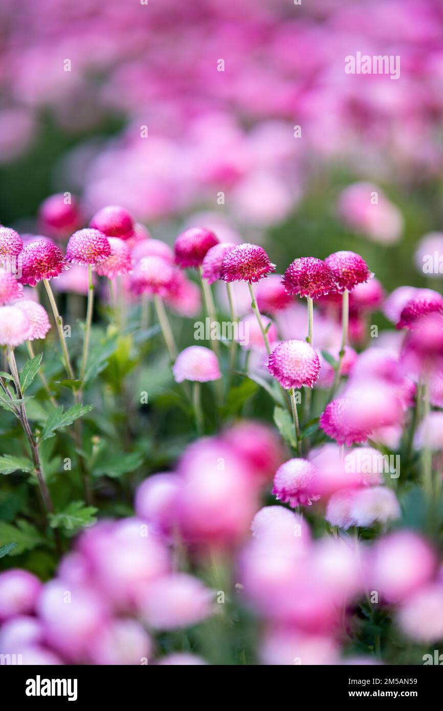 A vertical selective focus shot of pink daisy flowers in the meadow ...