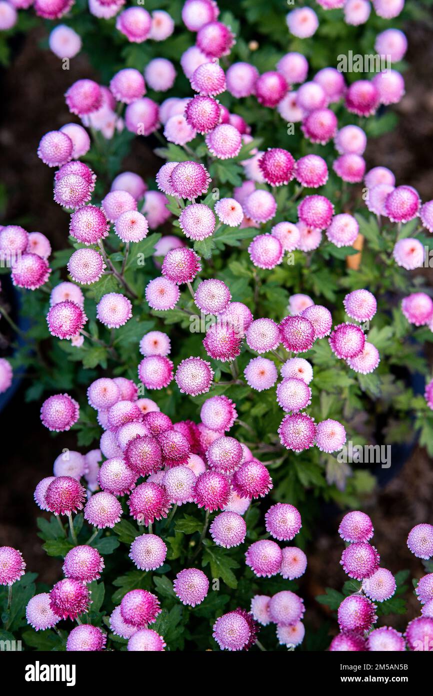 A vertical top view of pink daisy flowers in the meadow Stock Photo - Alamy
