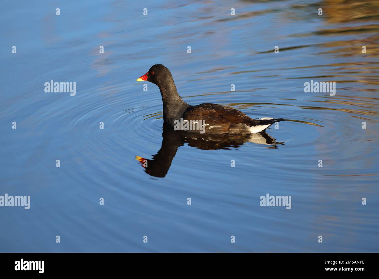 Lancaster Canal birds Stock Photo - Alamy